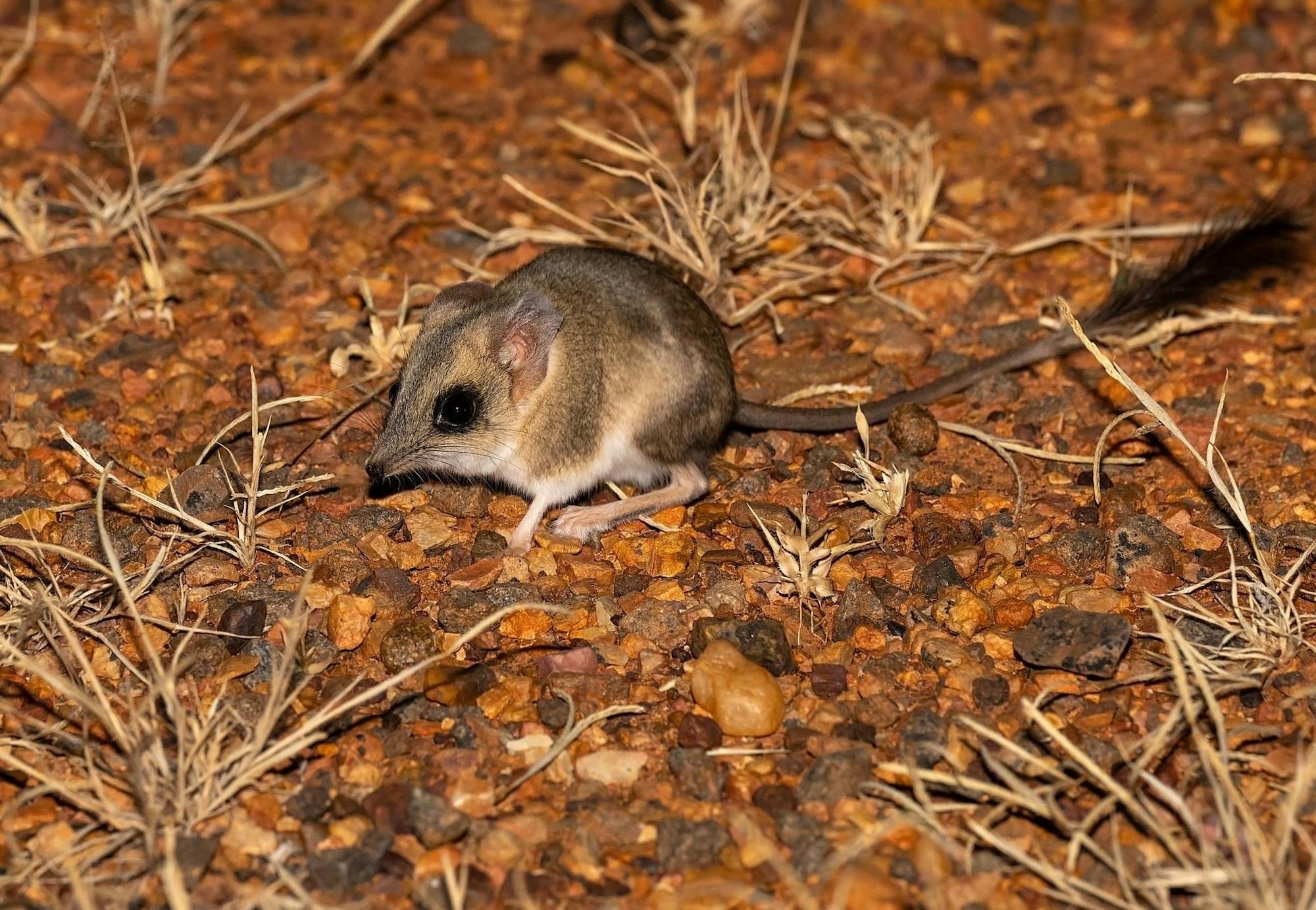 Kultarrs are tiny, cryptic creatures that only come out at night ...