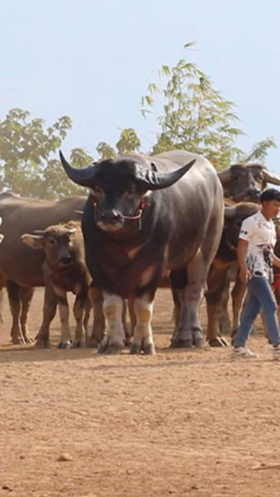 Meet King Kong: The world’s tallest buffalo