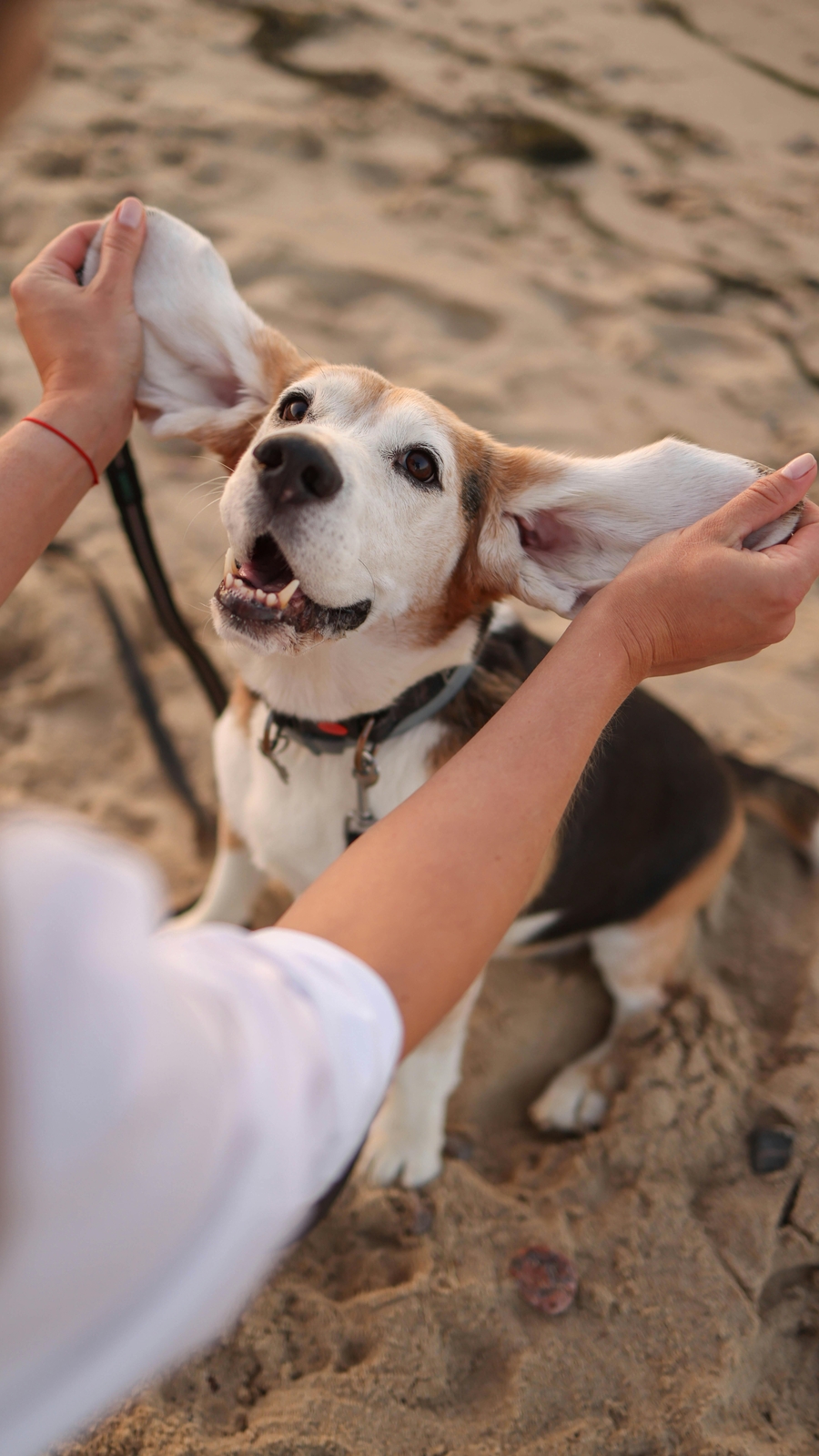 6 friendly dog breeds that love making new friends