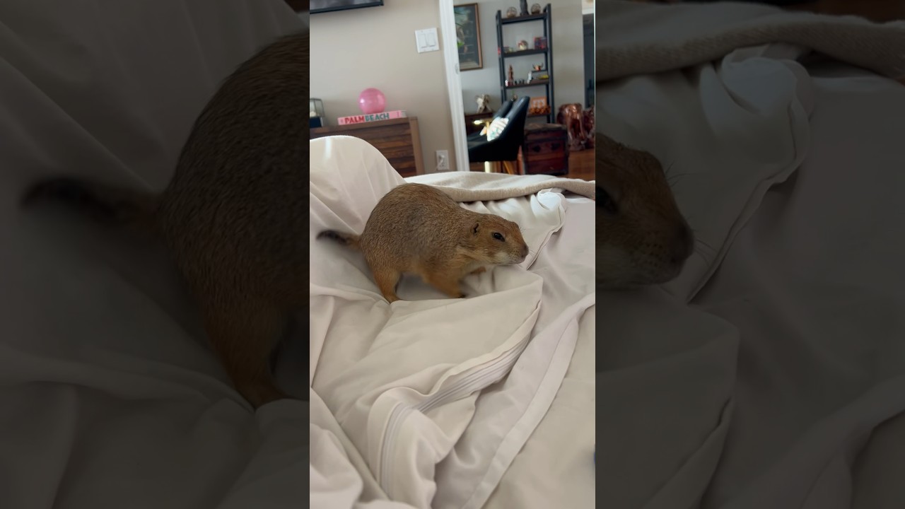 Prairie dog Poppy tries to wake up dad