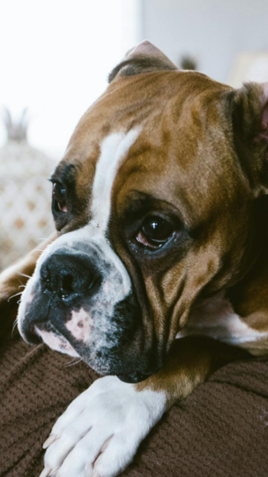 Meet the dog breeds known for their expressive faces