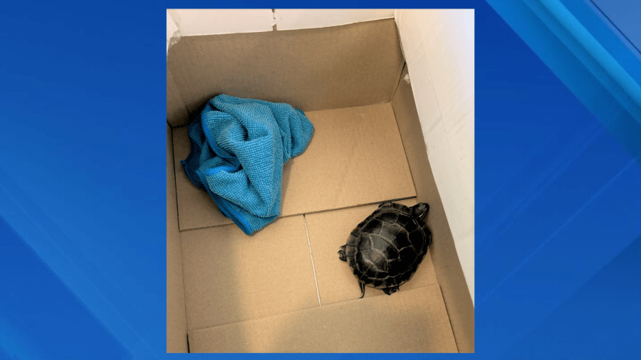 NJ TSA agents find live turtle hidden in mans pants near his groin