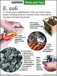 E. Coli vs. Vegetables