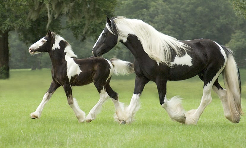 Caballo Tinker: Historia, Características y Cuidados