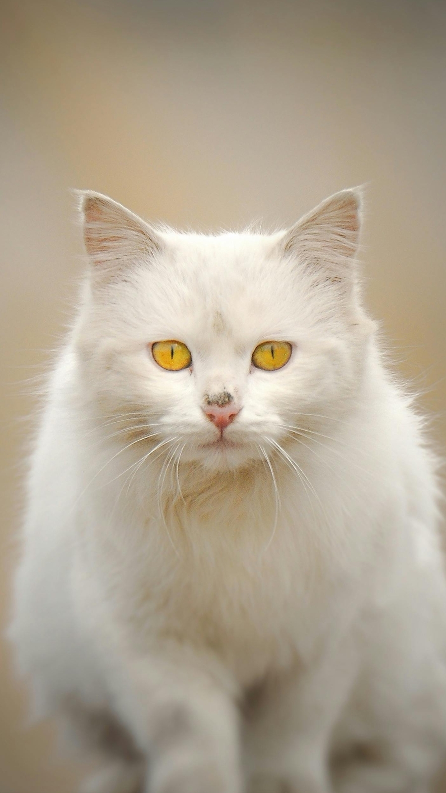 Cute and fascinating cat facts according to science
