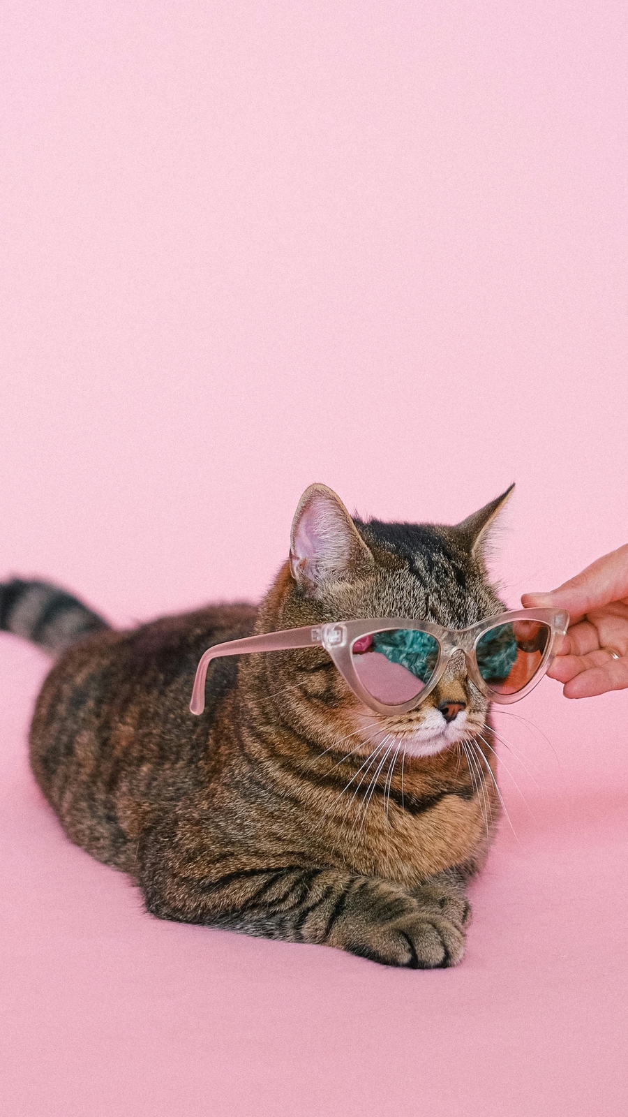 Cute and fascinating cat facts according to science