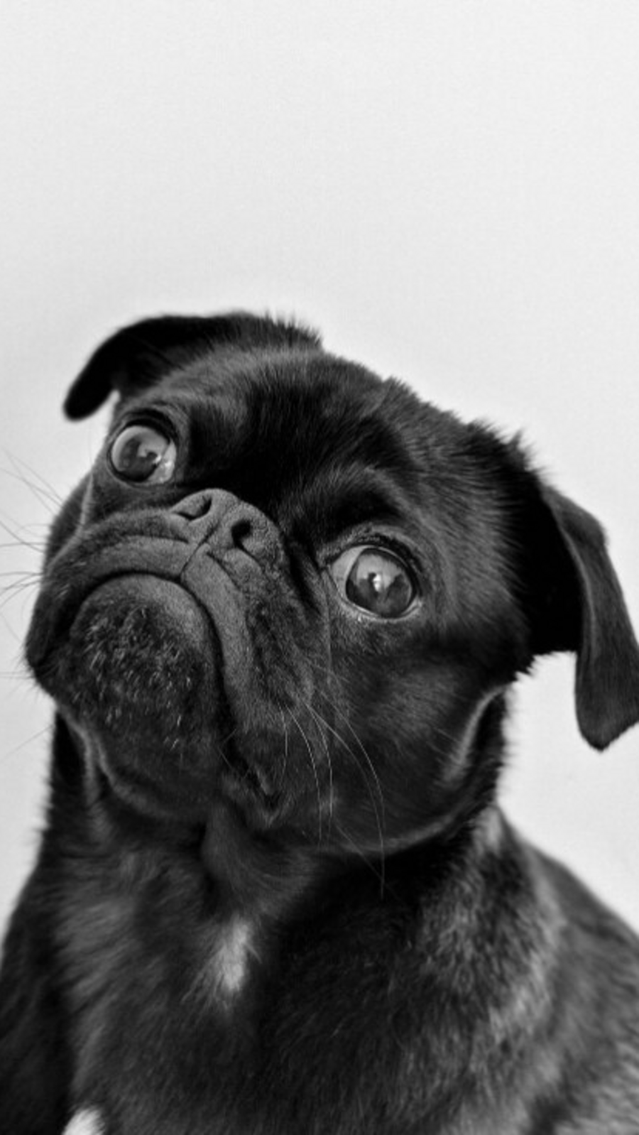Meet the dog breeds known for their expressive faces