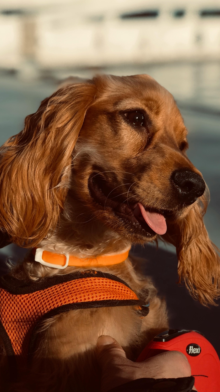 6 friendly dog breeds that love making new friends