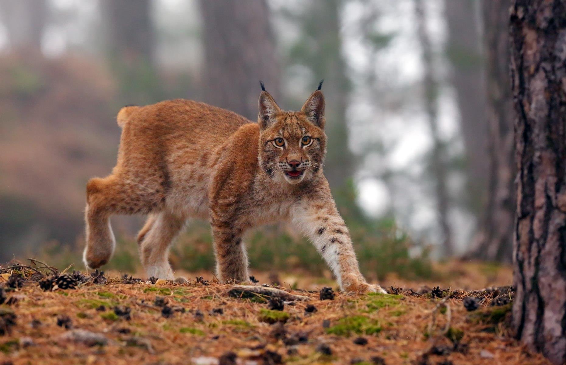 25 Tierarten in Europa, von denen Sie sich fernhalten sollten