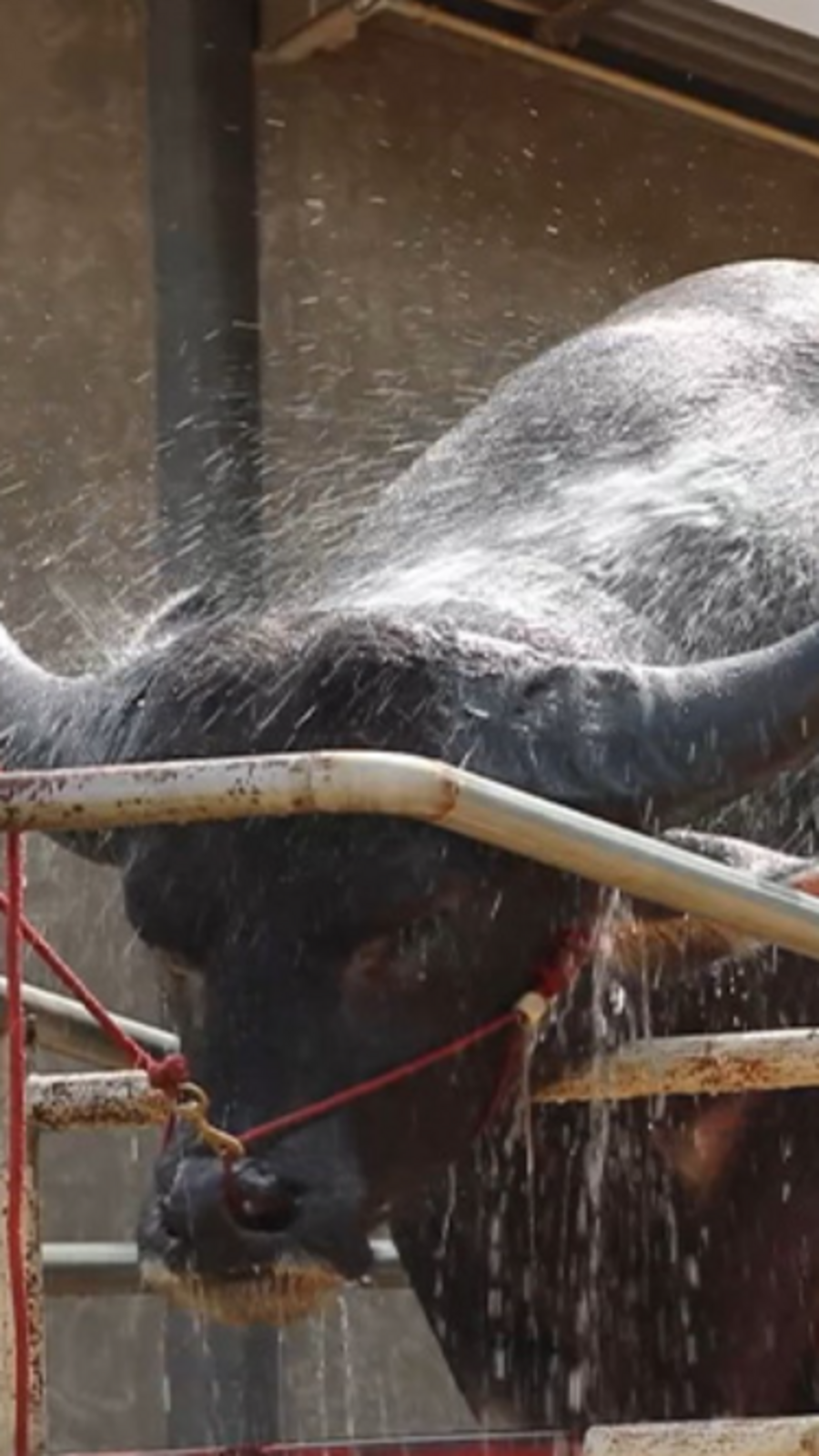 Meet King Kong: The world’s tallest buffalo