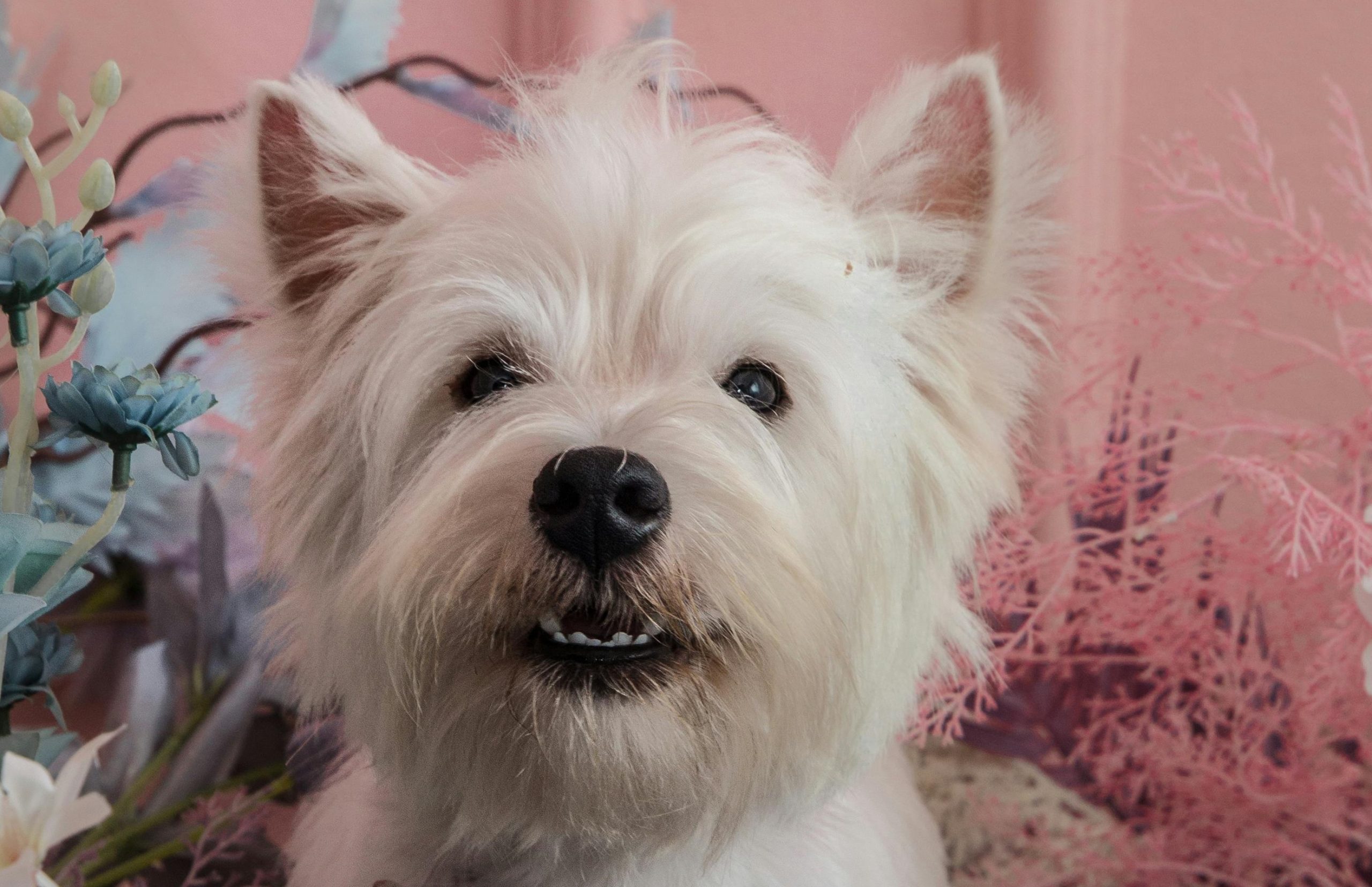 Videnskaben har talt: Dette er verdens smukkeste hunderace