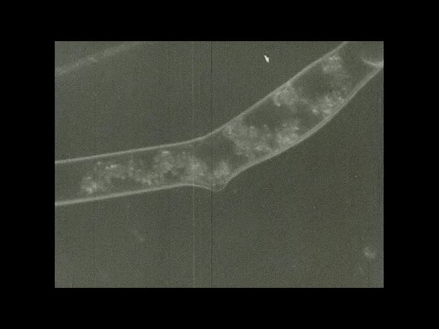 Plant & Animal Reproduction: Microscopic Wonders of Fertilization