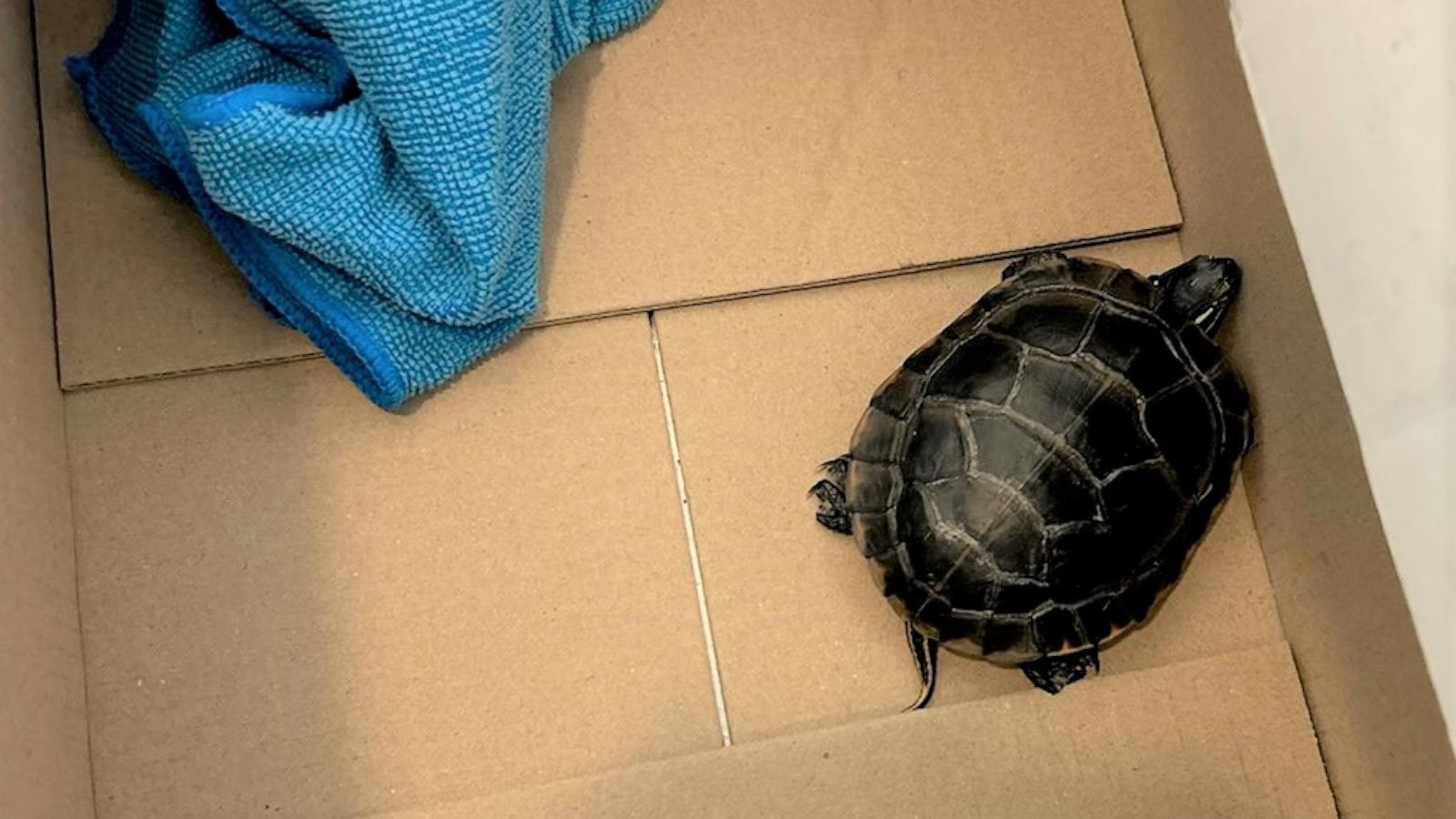 Man caught trying to smuggle living turtle through airport security ...