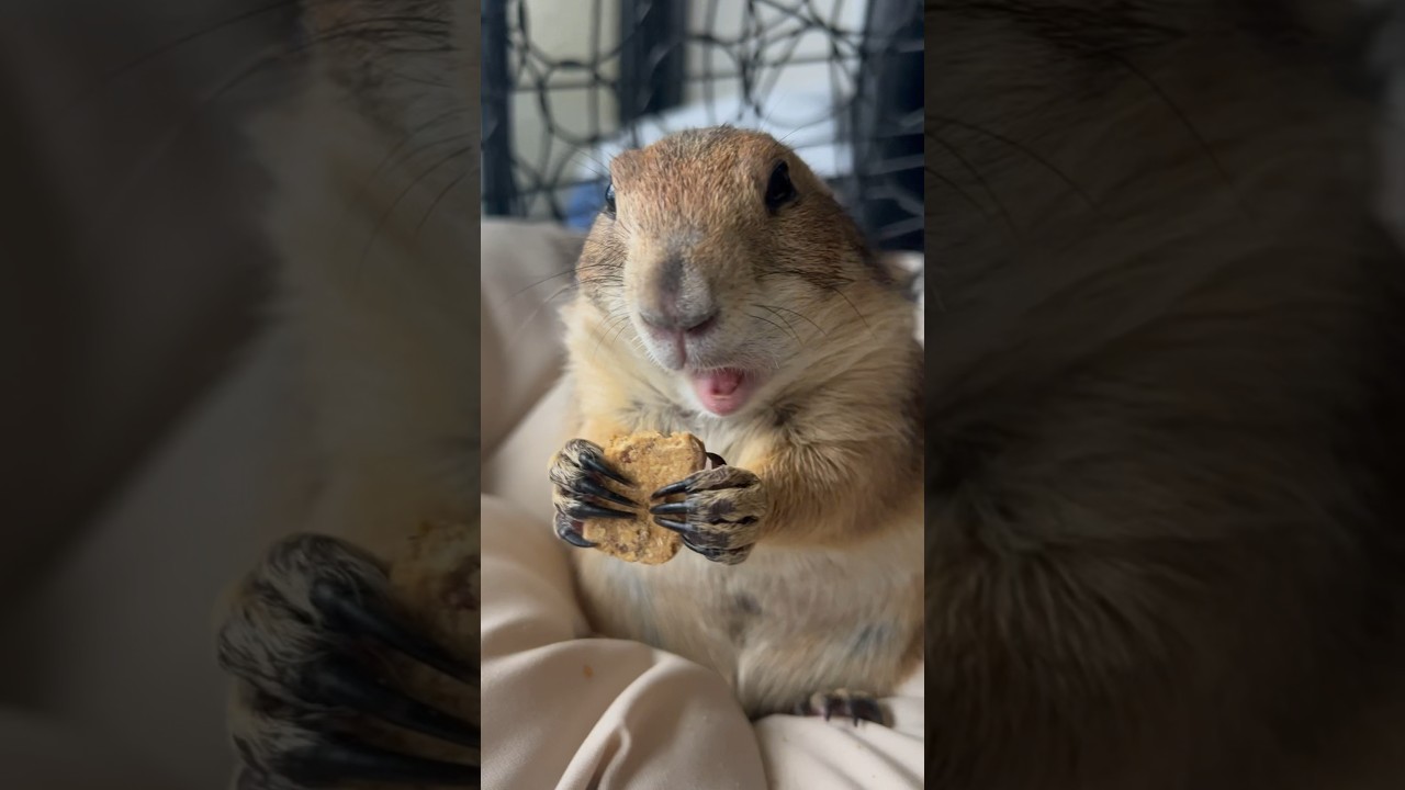Poppy the Prairie Dog in Her Snack Chair