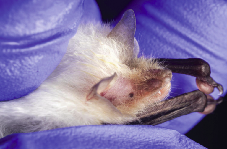 '새하얀 박쥐' 발견...알비노 아니라 루시즘