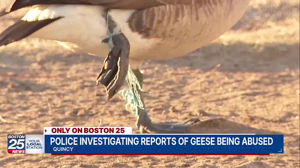 ‘It chills you to bone:’ Quincy residents on edge as police investigate ...