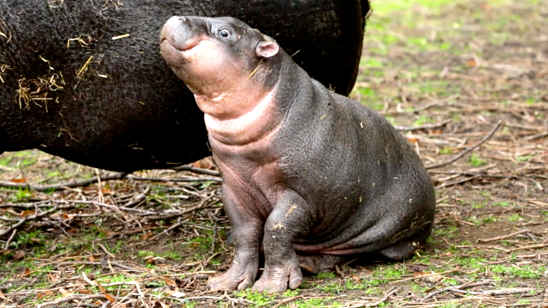 Meet Haggis! The Baby Pygmy Hippo Recently Born in Scotland