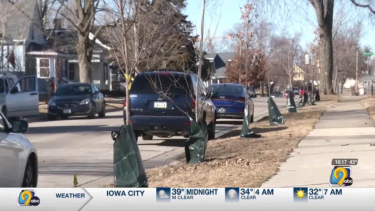 ReLeaf program is nearly halfway through planting trees to replace the ...