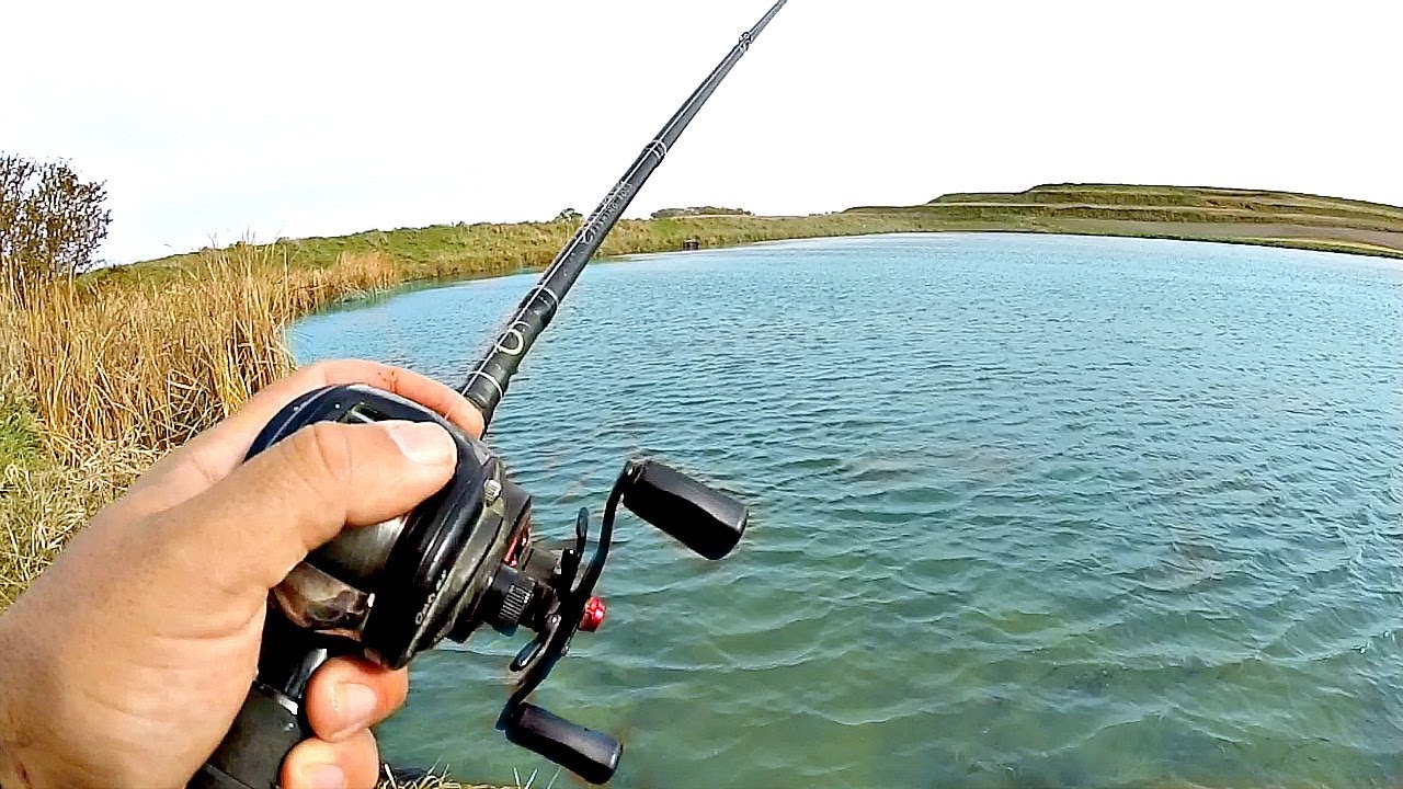 Unveiling the Deep: Giant Fish Lurk in Secret Pond