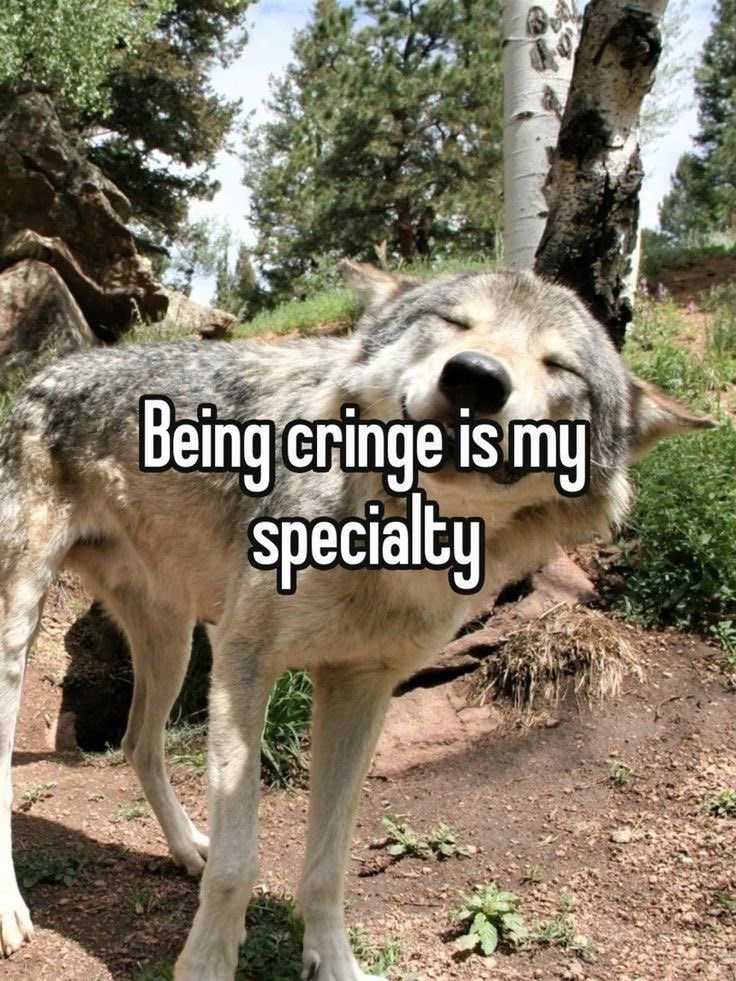 World Wild Web: 25 Wacky Wildlife Memes to Prove to People Animals are ...