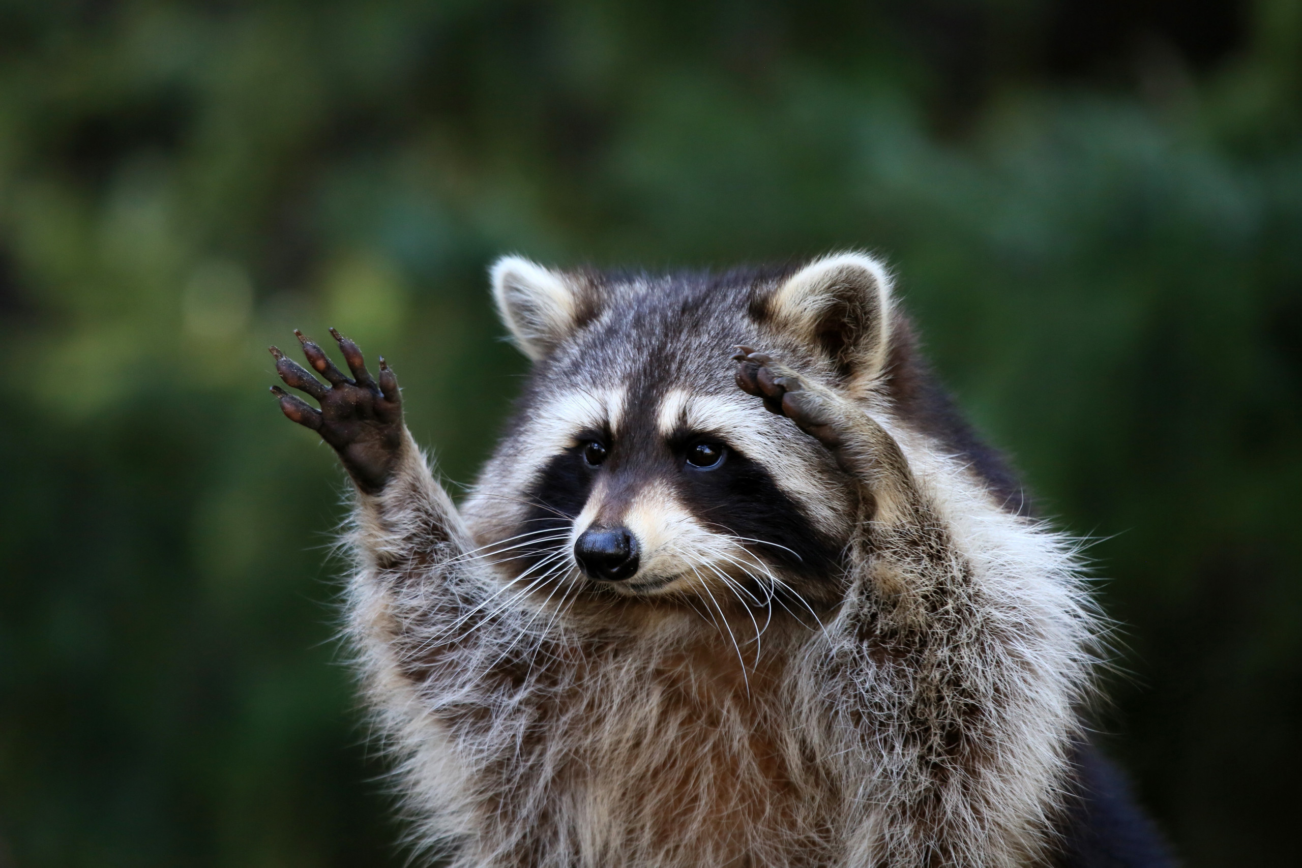 Los animales más inteligentes del mundo