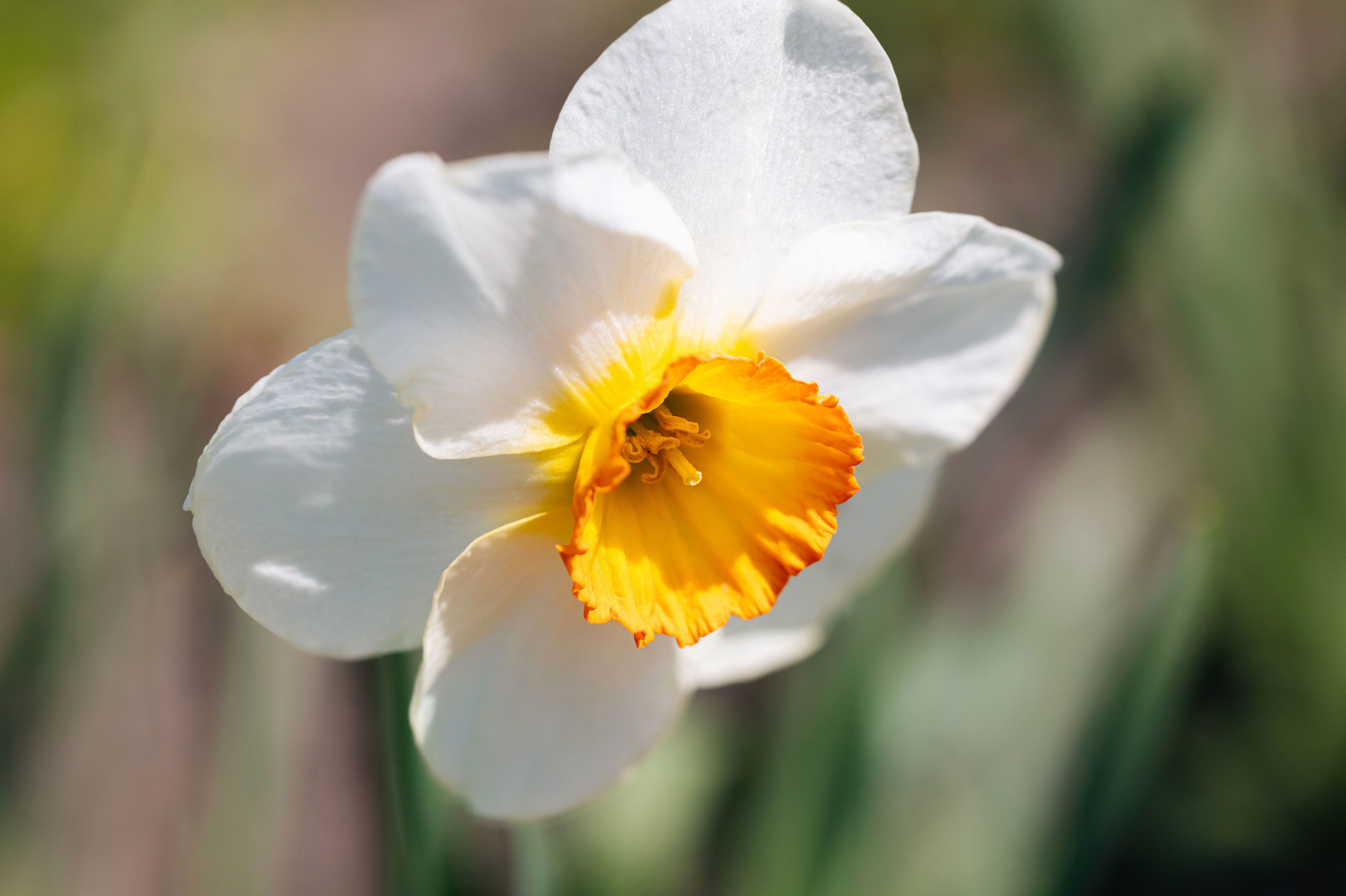 Narcisse : guide d'entretien de la fleur et conseils de plantation