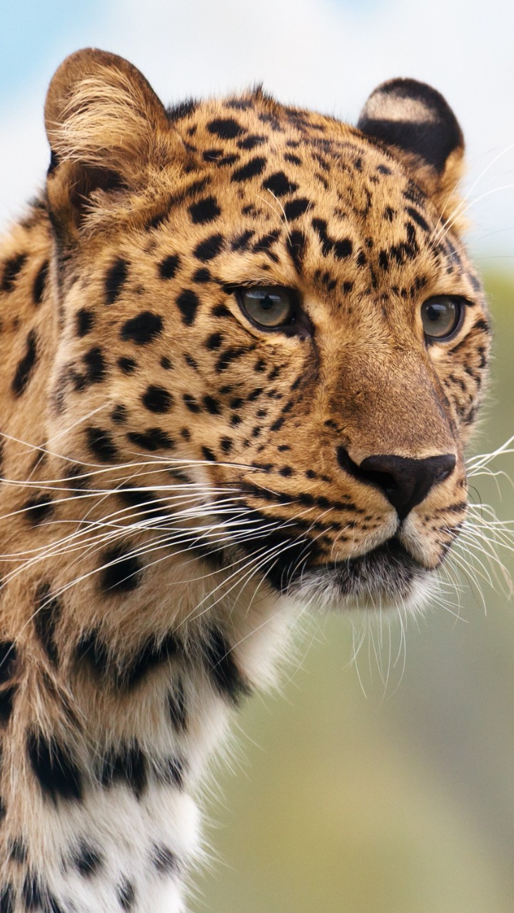 From lion to leopard: 11 big cats in the world