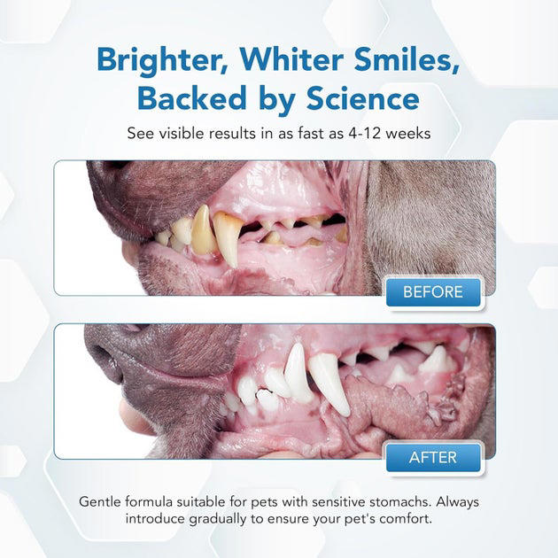 Vets Recommend Dental Care for Dogs — This One Product Makes It ...