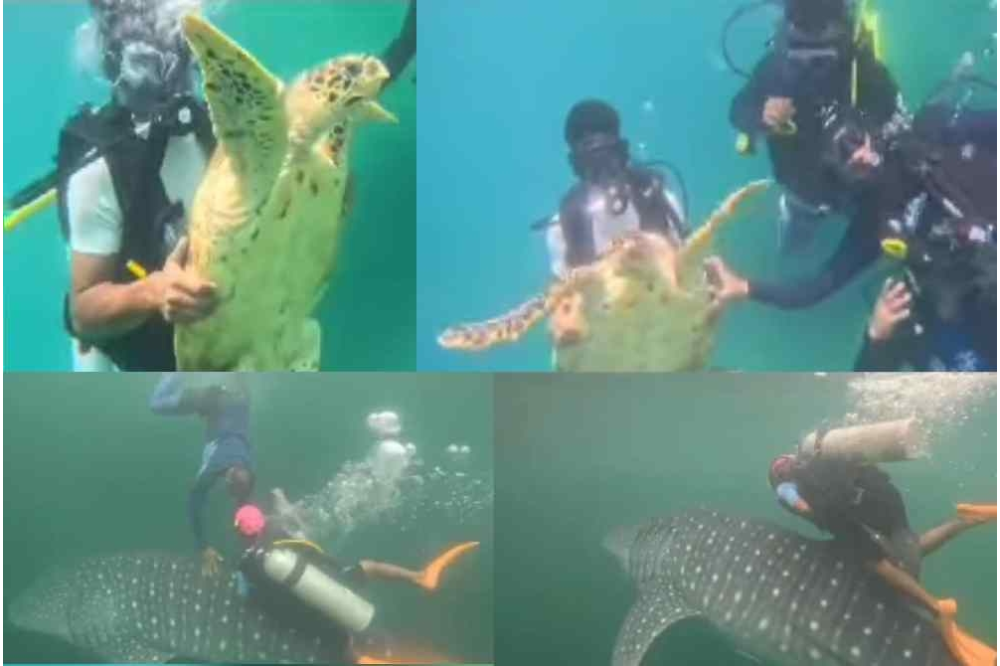 Public outrage as divers seen disturbing turtle, whale shark in Sabah
