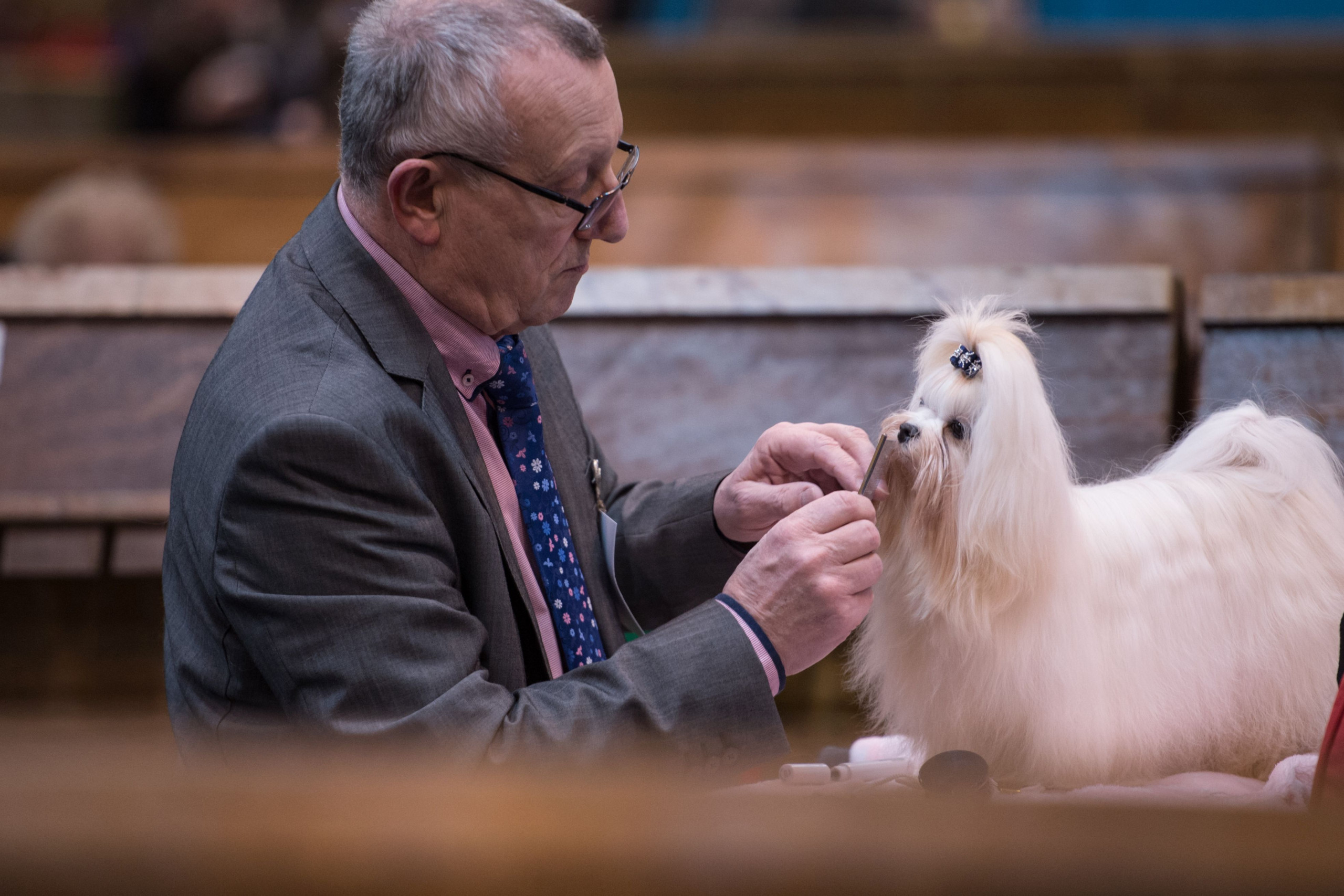 Comportamenti umani che irritano i cani