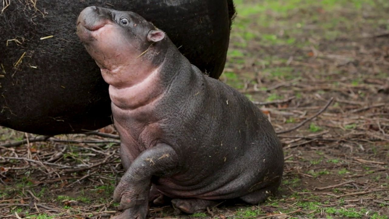 Haggis the pygmy hippo captured exploring for the first time in new video