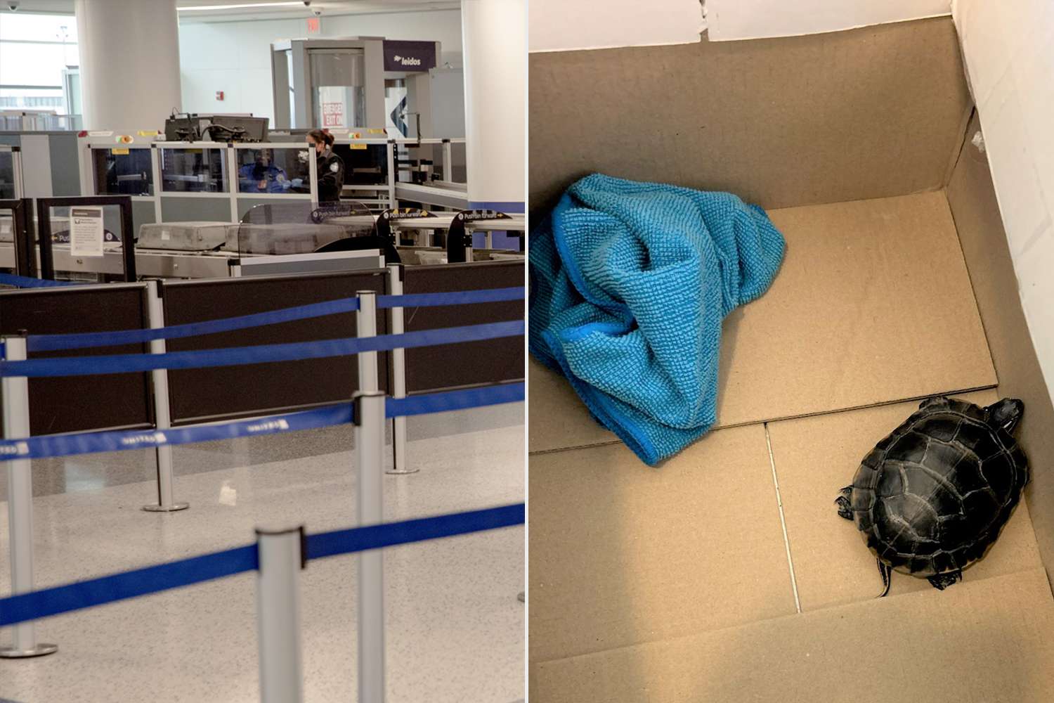 Pennsylvania Man Caught Trying to Smuggle Turtle in His Pants Through ...