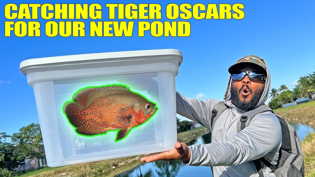 This Wild Tiger Oscar Is Going in the Pond! Epic Catch
