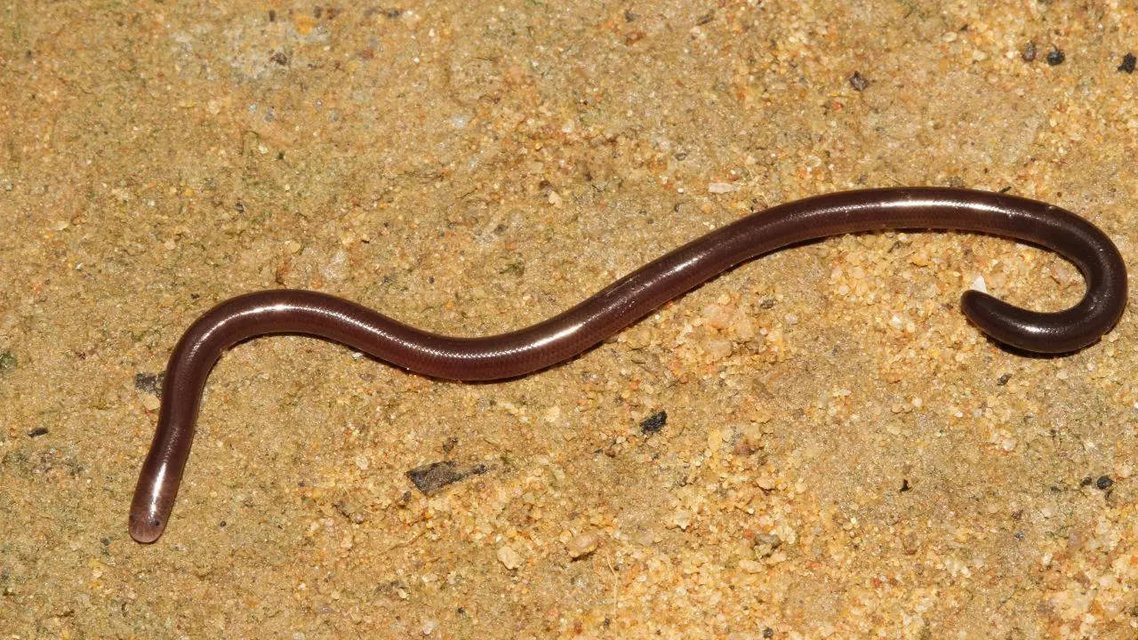 Brahminy blind snake: Know about the mysterious serpent’s physical ...