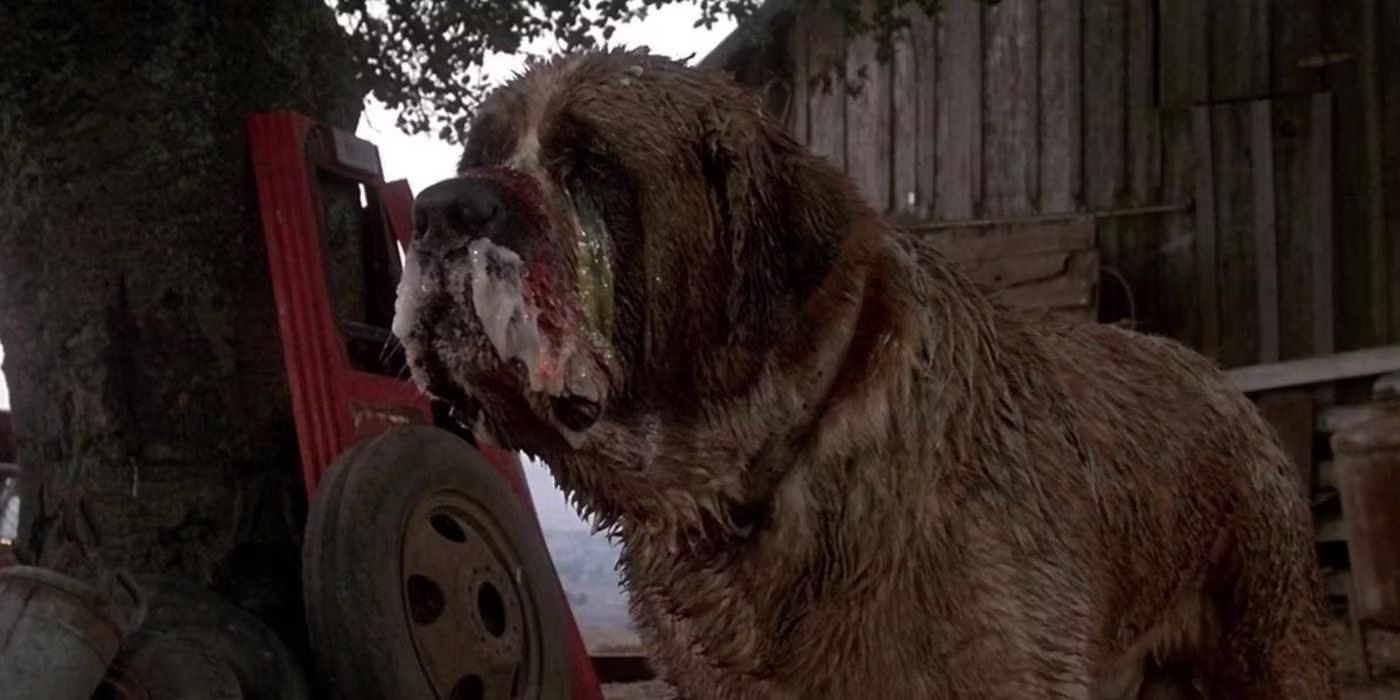 Stephen King Novel 'Cujo' Is Getting a New Movie Adaptation From Netflix