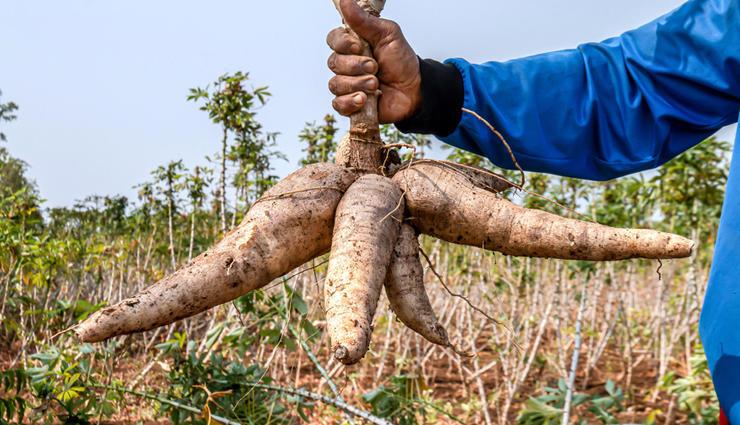 10 Amazing Health Benefits Of Cassava