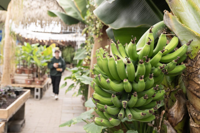 Une productrice de Saint-Eustache cultive bananes et autres fruits ...