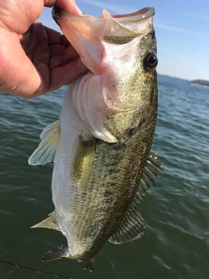 Pro anglers to compete in Major League Fishing Invitational on Lake ...