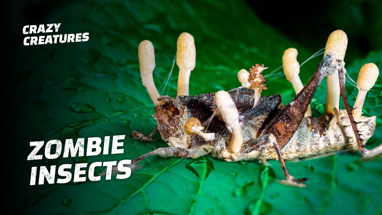 Real-Life Zombie Insects and the Fungus Behind Them