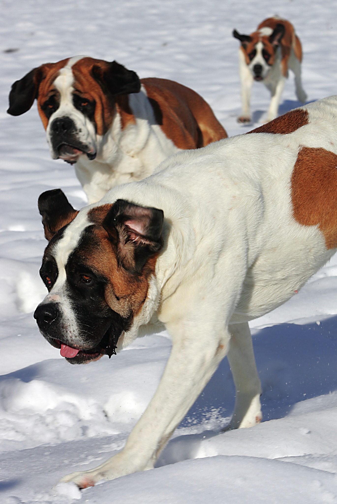 Stephen Kings «Cujo» skal bite fra seg på nytt – nå for Netflix