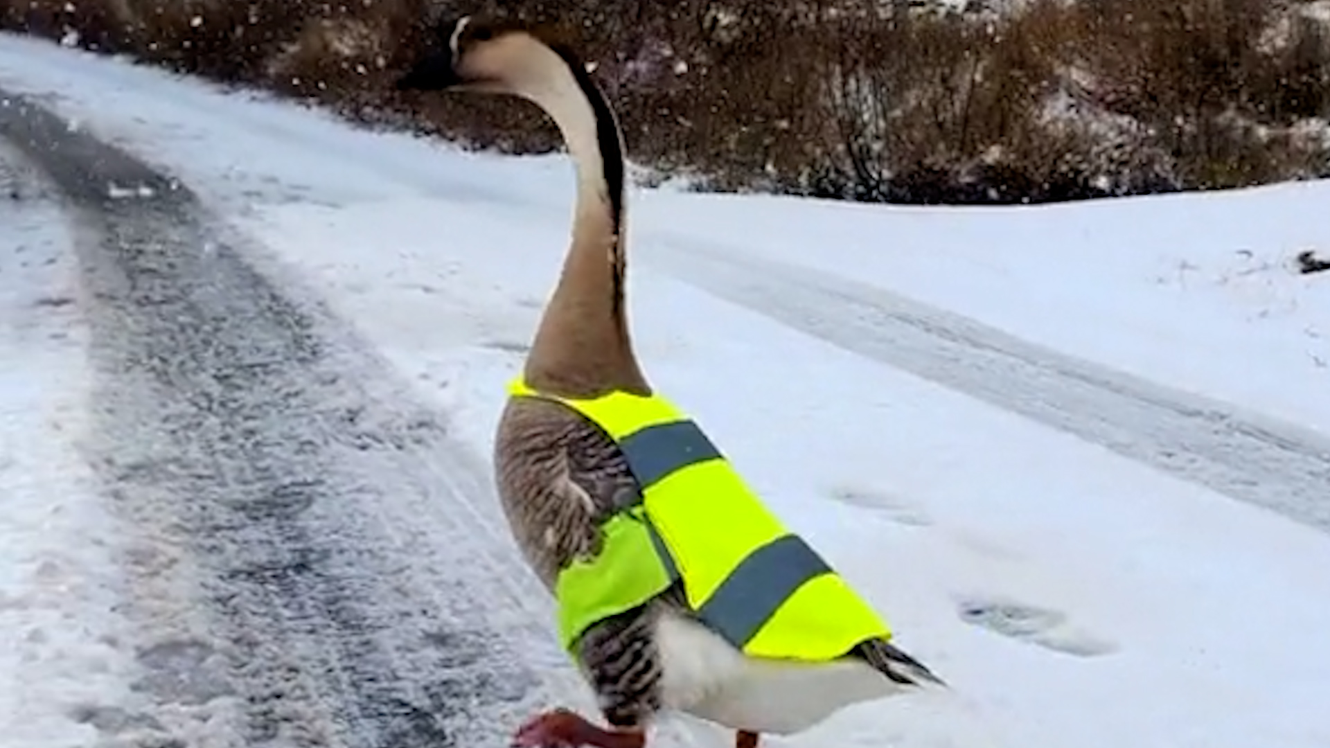 Goose gets hi-vis jacket to keep flock safe