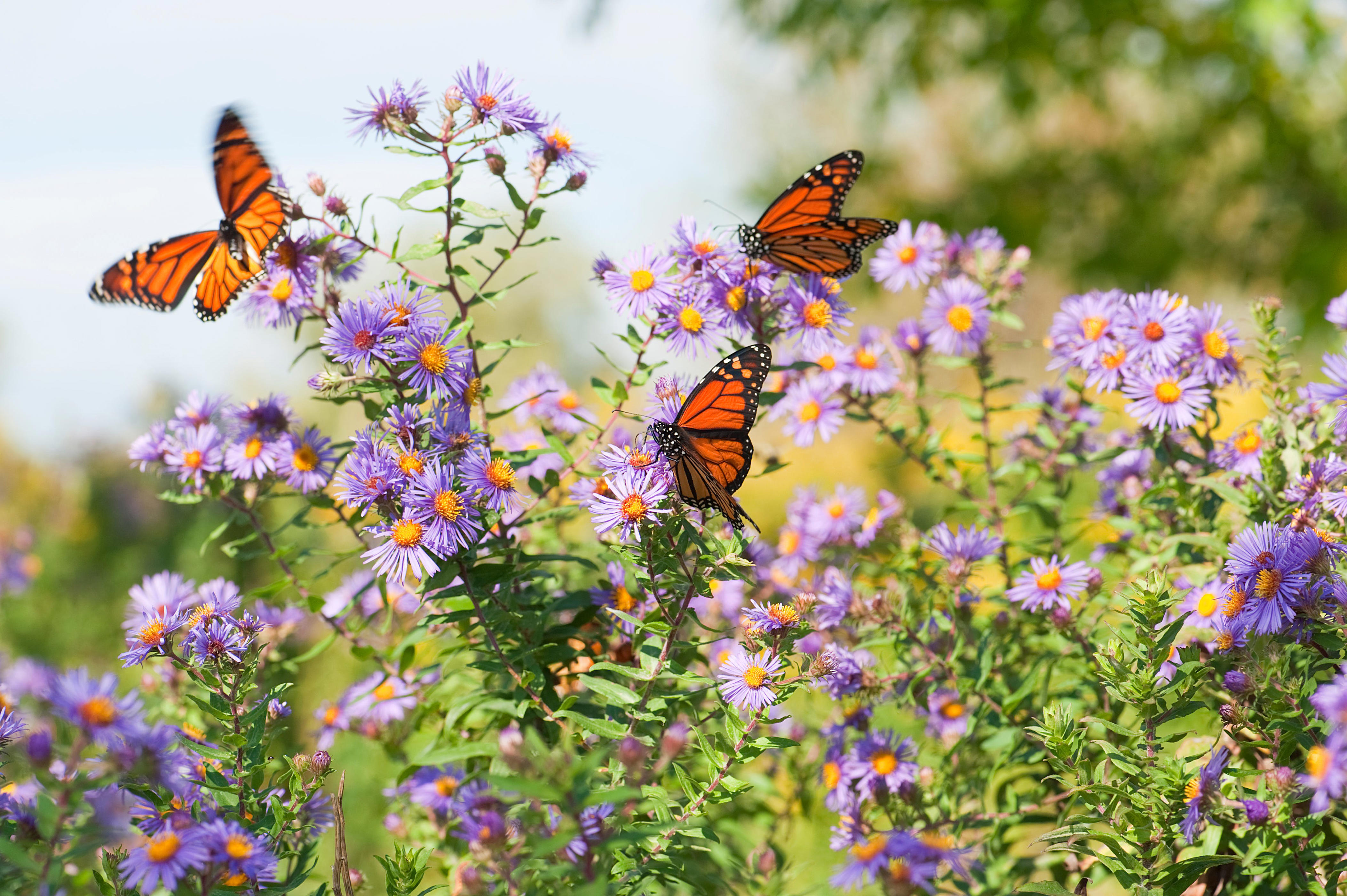 National Plant a Flower Day: Help pollinators like monarch butterflies ...