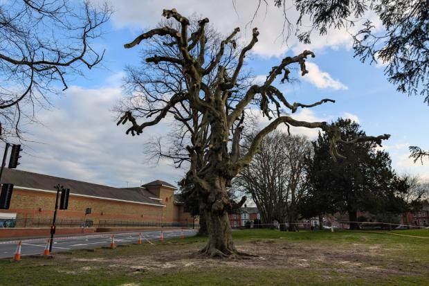 Farewell to Newport's iconic weeping beech tree after 120 years