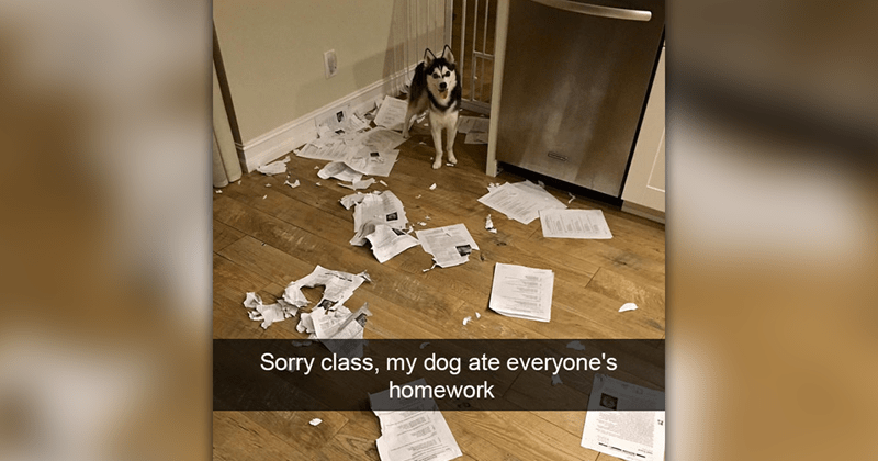 26 Silly Animal Memes and Snaps to Help Start Your Day off with a ...