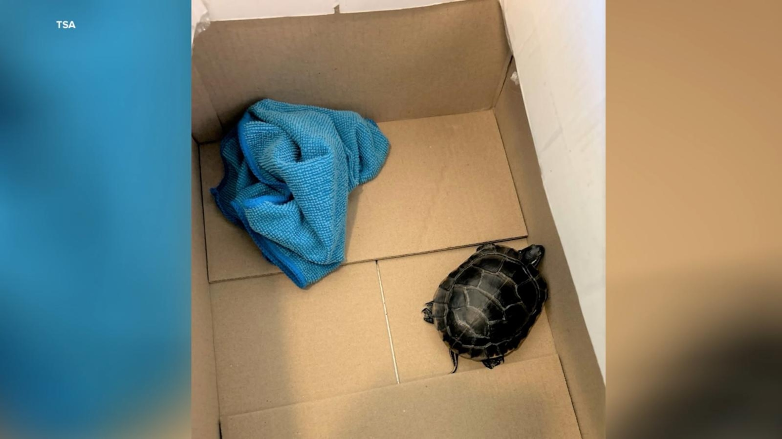 Man caught smuggling living turtle in pants at airport
