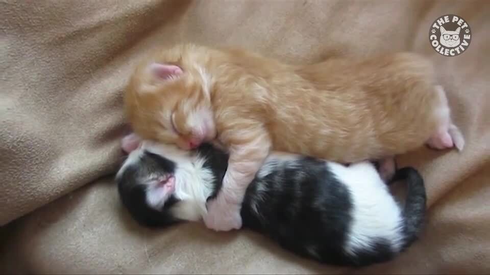 15 Funny Kitten Videos Compilation