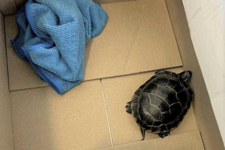 TSA finds live turtle concealed in man's pants at New Jersey airport