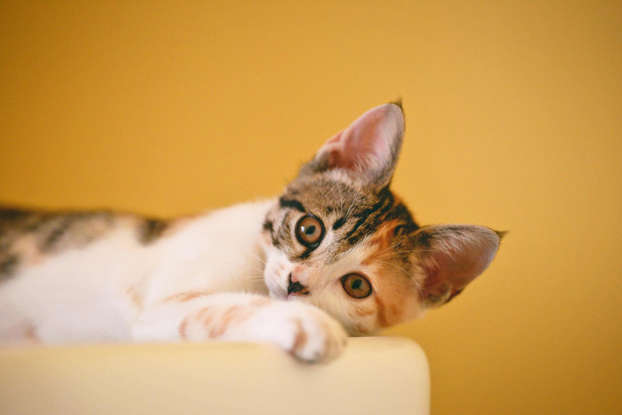 Why Some Cats Become Extra Affectionate During Stressful Times Why Some Cats Become Extra Affectionate During Stressful Times