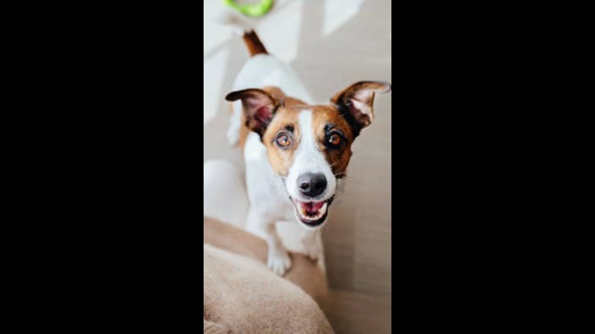 Las Seis Razas De Perro Más Inteligentes.