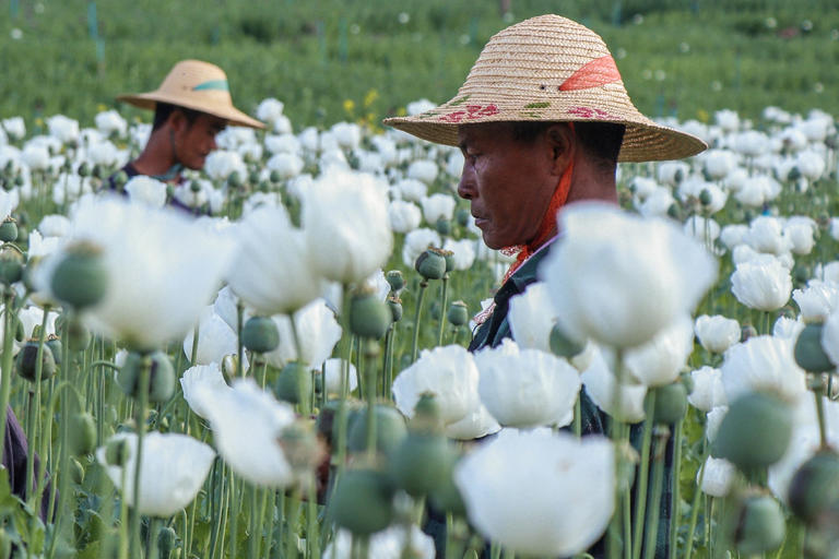 Fields of despair: How war is turning Myanmar into world's opium capital